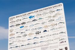 California Fishing License Requirements for Saltwater Fishing - Surf ...