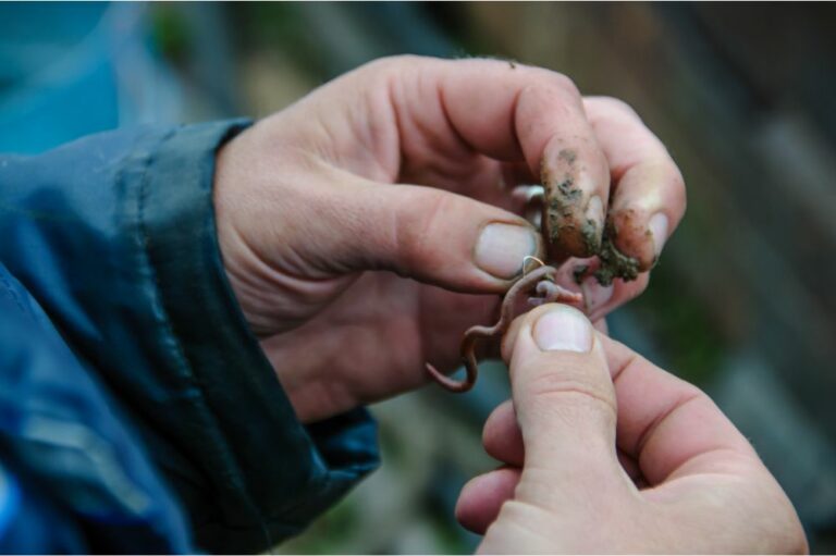 How to Catch California Corbina: All You Need to Know - Surf Fishing ...
