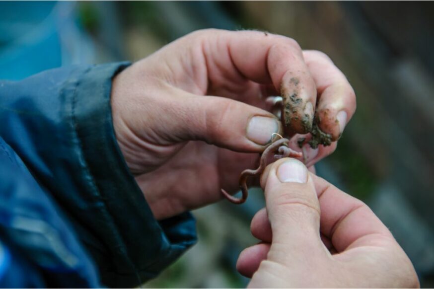 How to Catch California Corbina: All You Need to Know - Surf Fishing ...