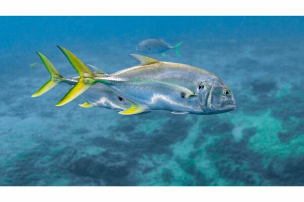 How to Catch California Yellowtail Jack Fish From the Surf: It’s ...